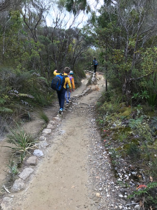 Pinnacles Hut, Coromandel Forest Park – trampingforlittlepeople